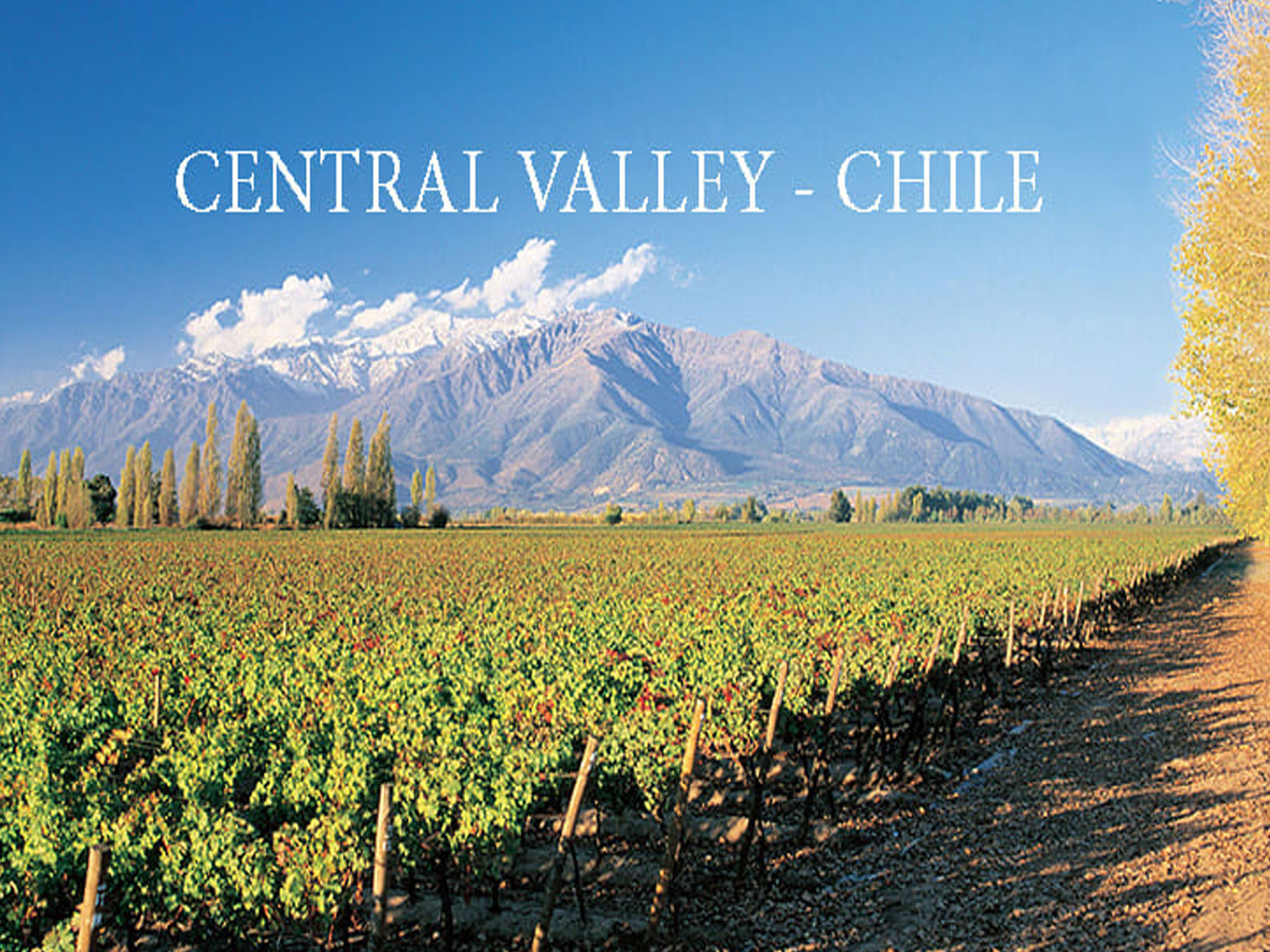Rượu Vang Chile Surire D.O. Valley Central (Quà Tết 2025) - Giá chỉ 351 ...